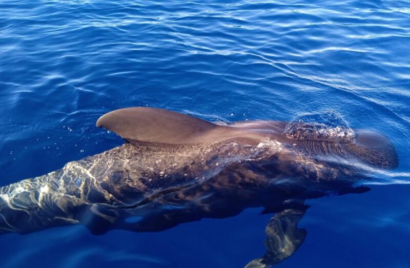 Private Charter Private Charter to see the whales - 2 Hours - Key Points