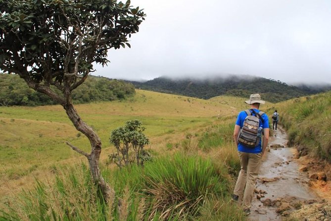 Private Day Trip: Horton Plains and Pedro Tea Factory from Nuwara Eliya - Key Points