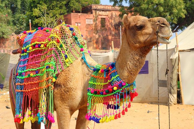Private Day Trip to Ajmer & Pushkar from Jaipur - Key Points