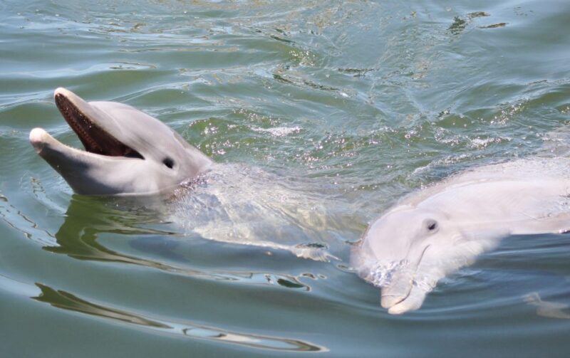 Private dolphin tours in the amazing Savannah Marsh - Key Points