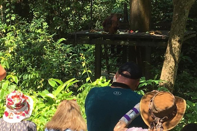 Private Full Day Sepilok Orang Utan, Bornean Sun Bear and Rainforest Discovery Center Tour - An In-Depth Look at the Itinerary