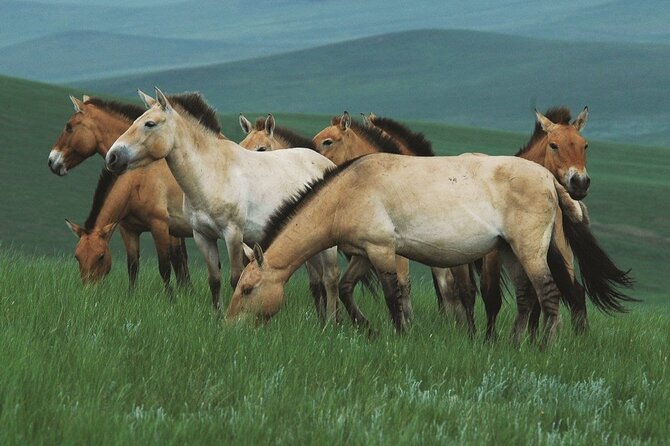 Private Full Day Tour in Khustain Nuruu National Park - Key Points
