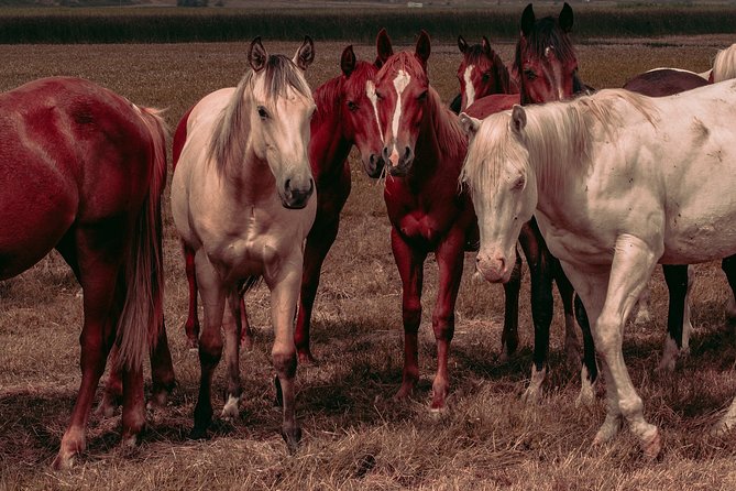 Private horse riding route in Doñana Natural Park - What to Expect from the Horseback Riding Tour in Doñana
