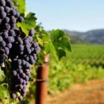 Private Lisbon Arrábida Wine Tour: Culture, Scenery & Wines - What Makes This Tour Stand Out?