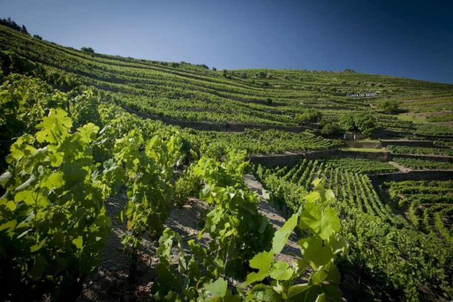 Private Luxury Wine & Food Tour in Douro - Lunch in a Classic Douro Setting