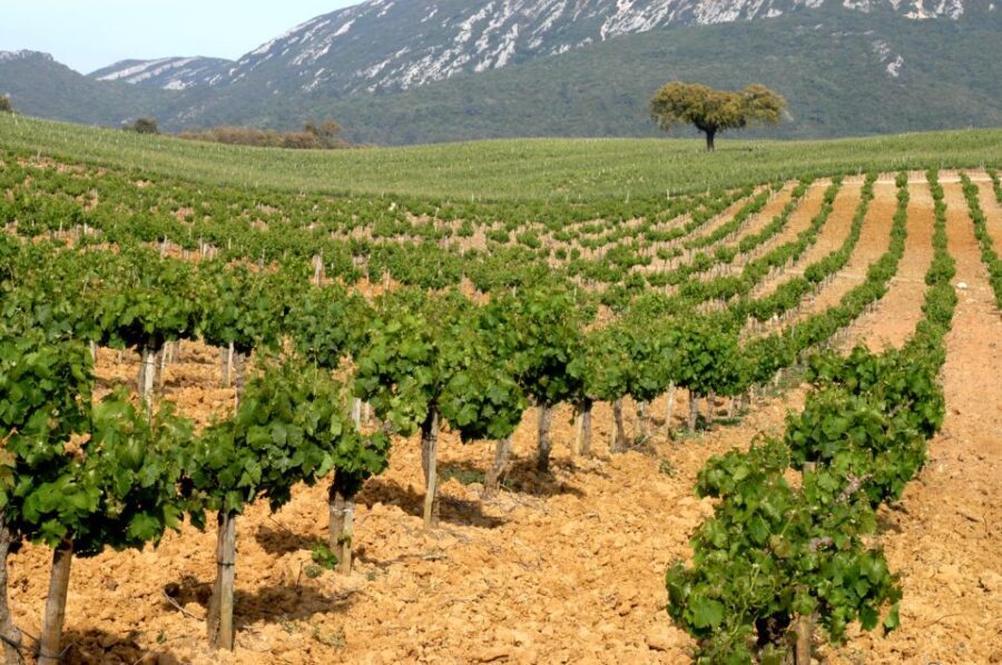 Private Tour - Arrábida & Azeitão Wine Region - The Sum Up