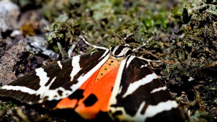 Private tour: Butterflies Valley & Lindos Village (FD) - Analyzing the Value: What You Get for Your Money