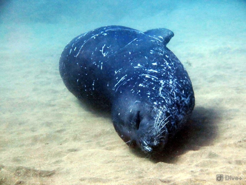 Private tour | Ponta de São Lourenço (Scuba & Snorkeling) - Discovering Ponta de São Lourenço’s Marine World