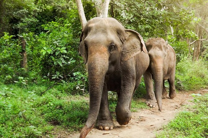 Private Tour to Kanchanaburi Death Railway and Elephant Haven - Introduction