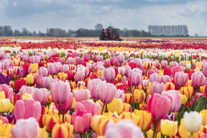 Private Tour to Tulips, Keukenhof, Windmills & Cheese Farm - An Introduction to Your Dutch Day Trip