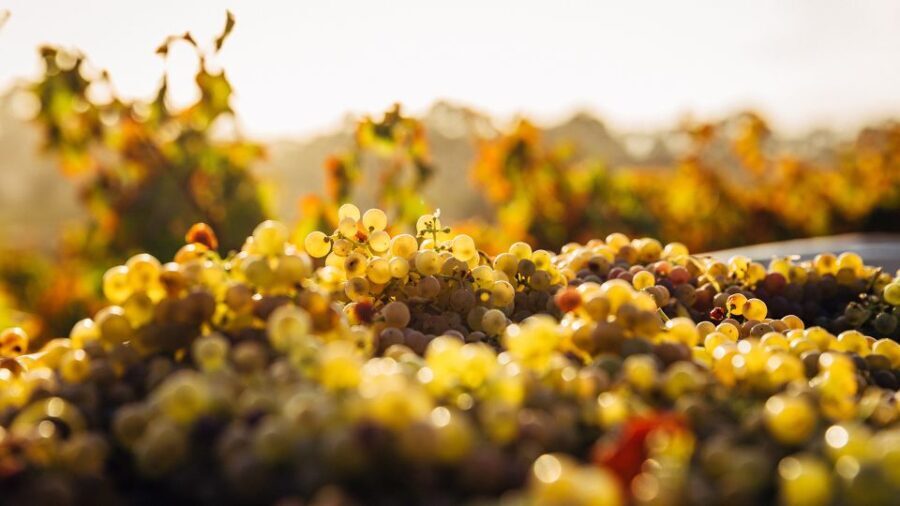 Private Wine Tasting Experience in Athens - The Tasting Itinerary: A Journey Through Greece’s Wine Regions