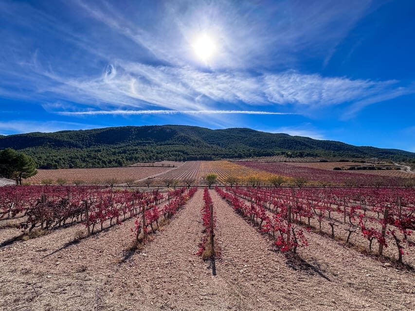 Private Wine Tour to the Costa Blanca Wineries - Who Should Consider This Tour?