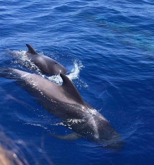 Puerto Colon: Whale and Dolphin Watching Yacht Trip - Final Thoughts