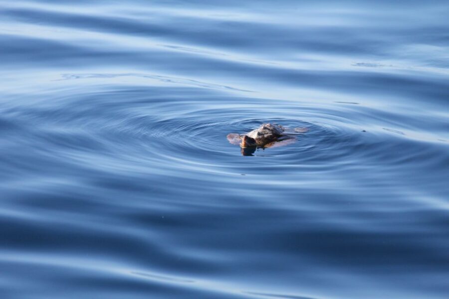 Puerto Colon : Whale & Dolphins Sailing Excursion - What the Tour Offers