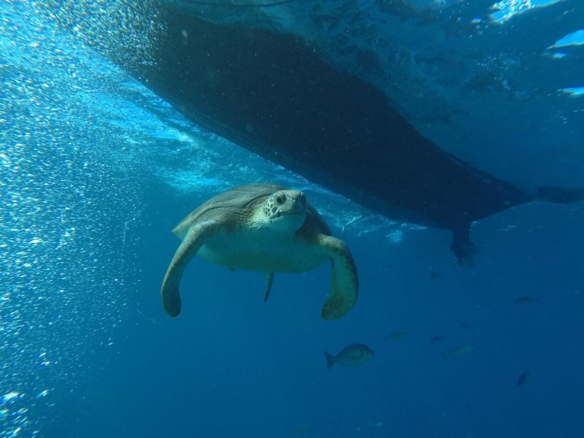 Puerto Colon: Whale-Watching Sailing Tour with Meal & a Swim - FAQs