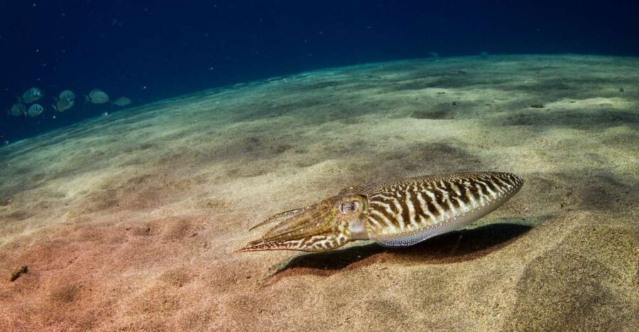 Puerto del Carmen: 2 Guided Scuba Dives (certified only) - Who Should Consider This Tour?