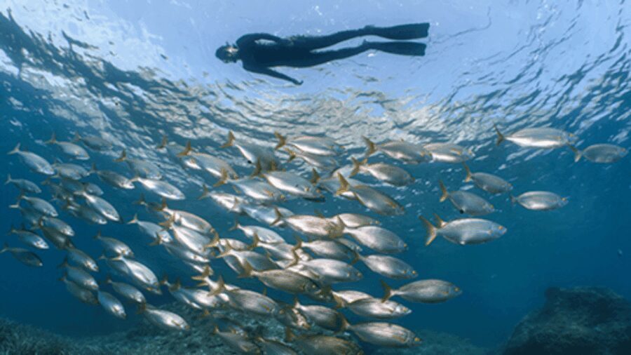 Puerto del Carmen: Snokel tour with an instructor - The Value of the Experience