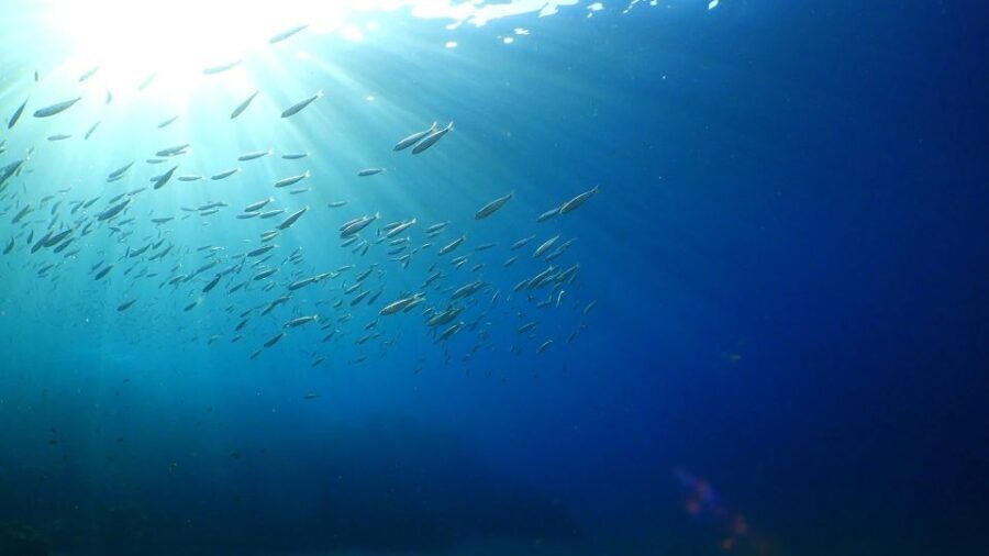 Puerto del Carmen: Try Scuba Diving from the beach - What You Can Expect from the Tour