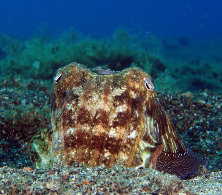 Puerto del Carmen: Try Scuba Diving with 1 Dive - Who Should Consider This Tour?