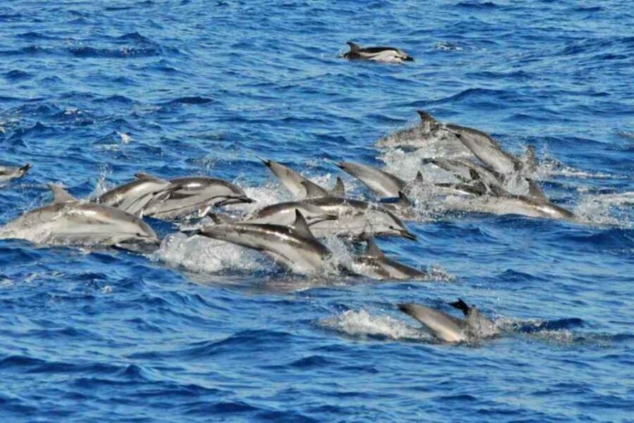 Puerto Rico de Gran Canaria: Premium Dolphin Catamaran Tour - The Pros and Cons of the Premium Dolphin Catamaran Tour
