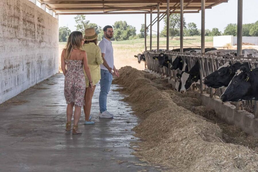 Puglia: Masseria Seppunisi Tour, Cheese, Burrata Tasting - The Itinerary: A Closer Look