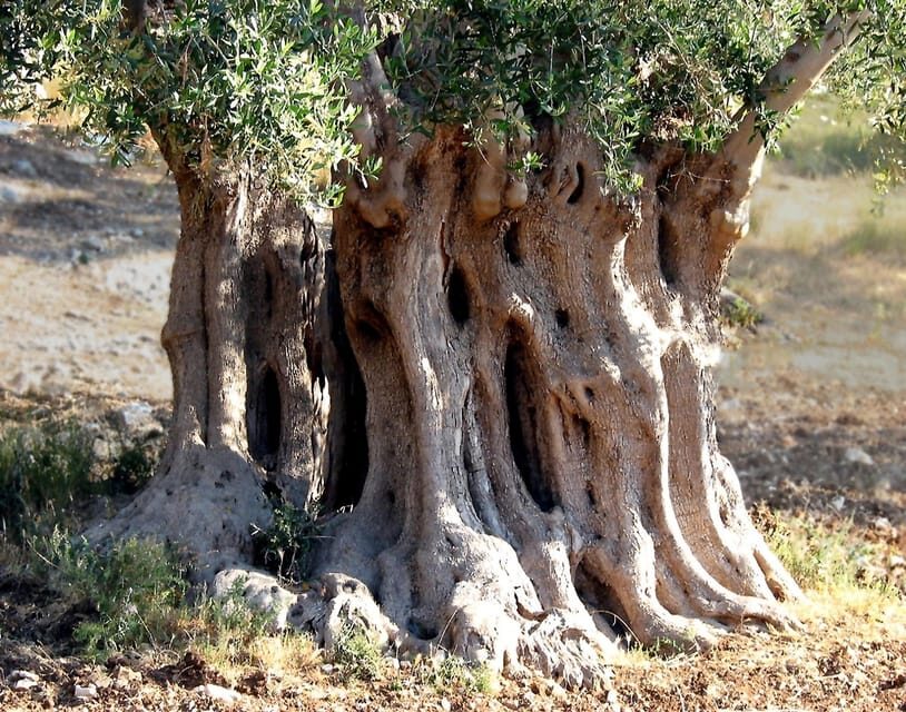 Puglia: Olive Oil Tasting Experience with Olive Grove Walk - Who Should Consider This Tour?