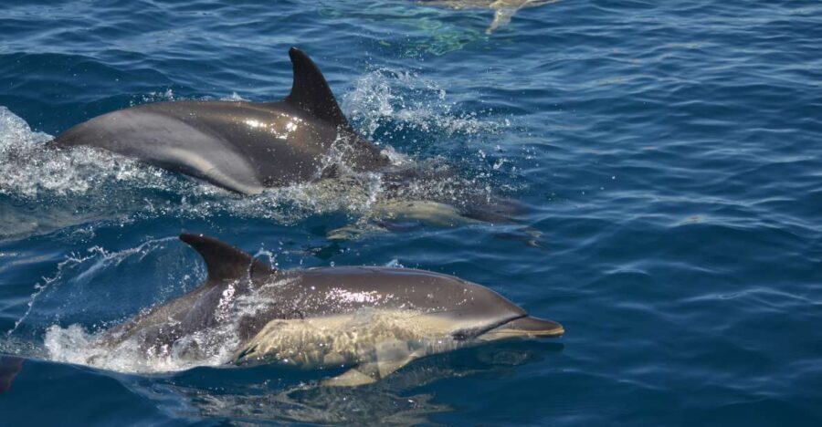 Quarteira: Algarve Coast, Caves and Dolphin Watching Cruise - A Practical Guide to the Quarteira Coastline Cruise