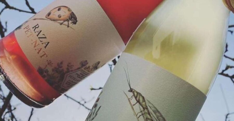 Quinta da Raza Natural Wines - What to Expect from the Tour