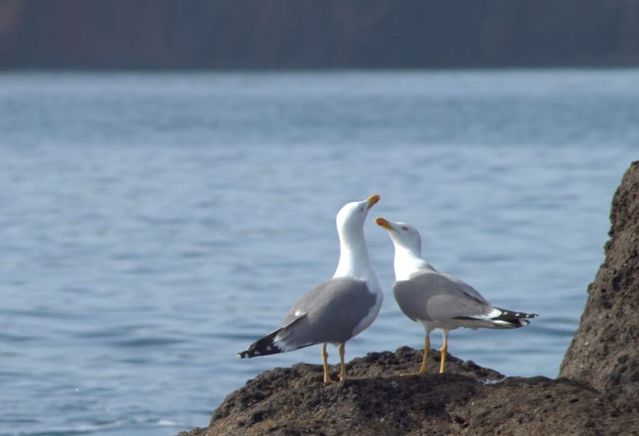 Quinta do Lorde: Kayak Experience in Ponta de São Lourenço - In-Depth Look at the Surroundings
