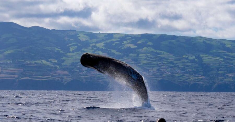 Rabo de Peixe: Sperm Whale Sanctuary Expedition - Introduction to the Rabo de Peixe Whale Expedition