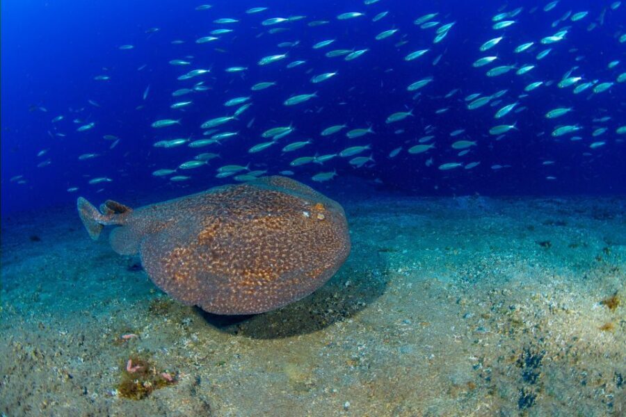Radazul: Diving Trip in Radazul Bay with Drinks - The Itinerary: What Makes It Special?