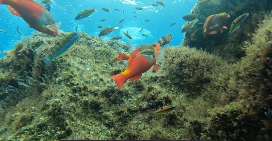 Reef Fish Watching - Overview of the Experience