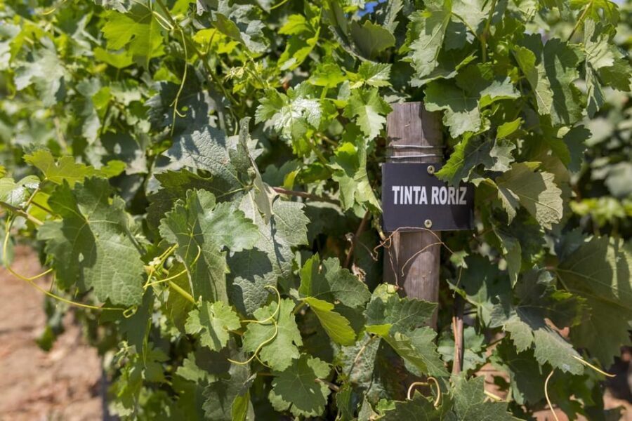 Régua: Wine Tasting at a Farm, Traditional Lunch, Cruise and Train - FAQs