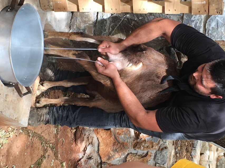 Rethymno: Explore Shepherds Hut and Cheese Making Process - The Itinerary Breakdown
