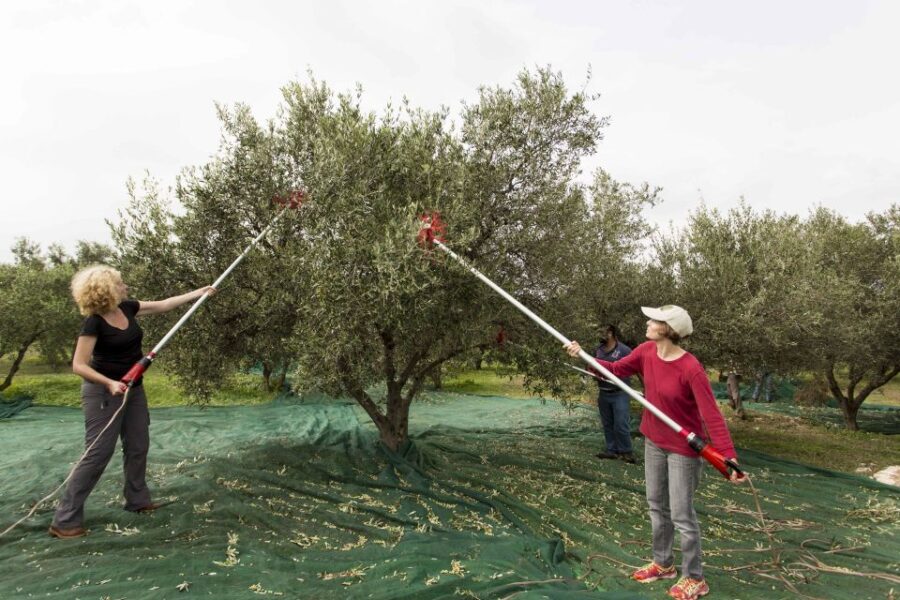 Rethymno: Olive Oil Tasting with Cretan Food Pairing - The Educational Value and Cultural Context