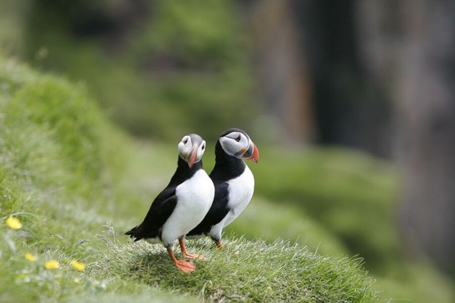 Reykjavik: 1-Hour Puffin Watching Tour - Conclusions: Who Will Love This Tour?