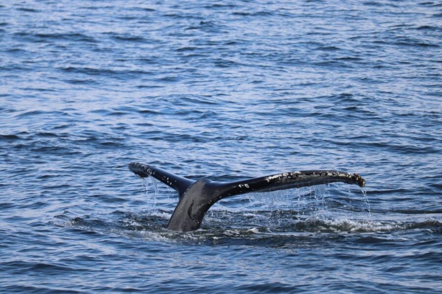 Reykjavik: 9pm Whale Watching Cruise in the Arctic Sun - Practical Details and Value