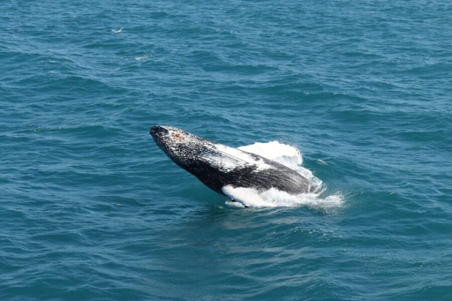 Reykjavik: Best Value Whale Watching Boat Tour - A Detailed Look at the Whale Watching Experience