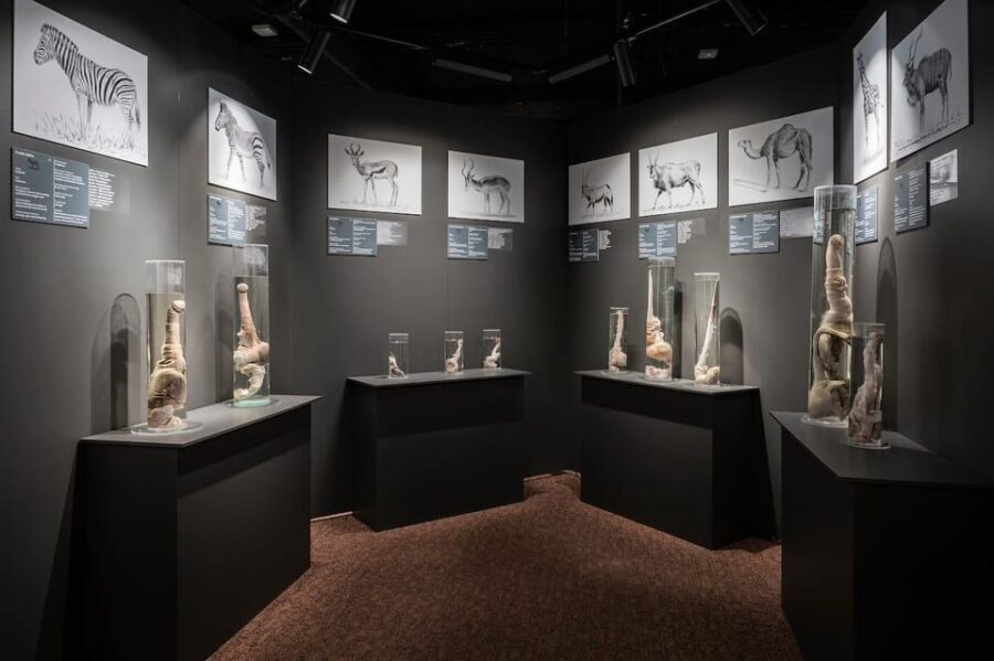 Reykjavik: Icelandic Phallological Museum Entry Ticket - Key Points
