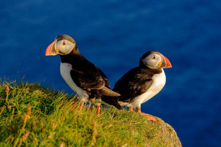 Reykjavik: Puffin Watching Tour - The Experience’s Value and Practicalities