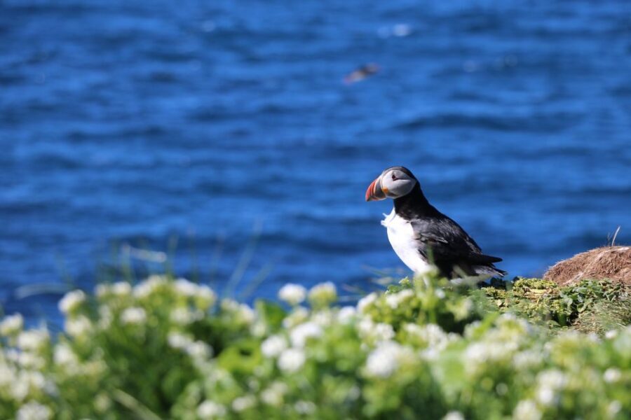 Reykjavik: Puffin Watching Tour - Who Should Consider This Tour?