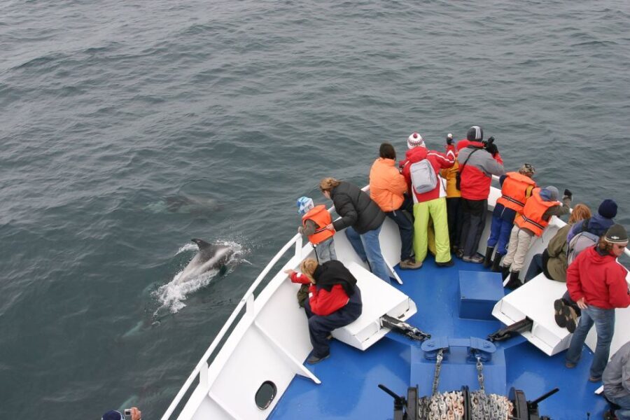 Reykjavik: the Original 3-Hour Whale Watching Tour - Who Should Book This Tour?