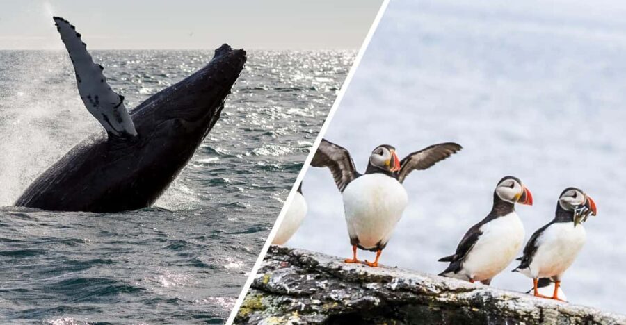 Reykjavik: Whale Watching and Puffin Excursion - The Real Value in the Details