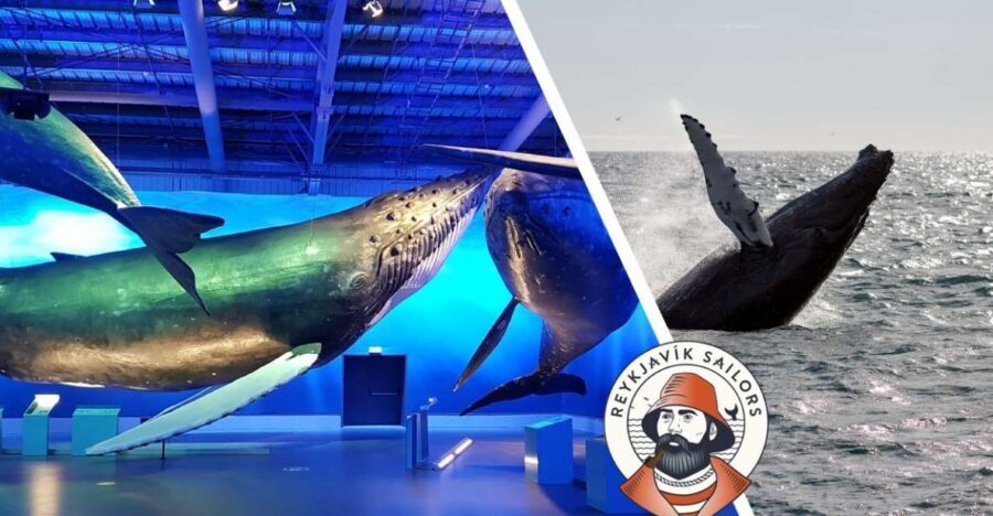 Reykjavik: Whale Watching Excursion & Whale Exhibition - The Whale Watching Boat Trip