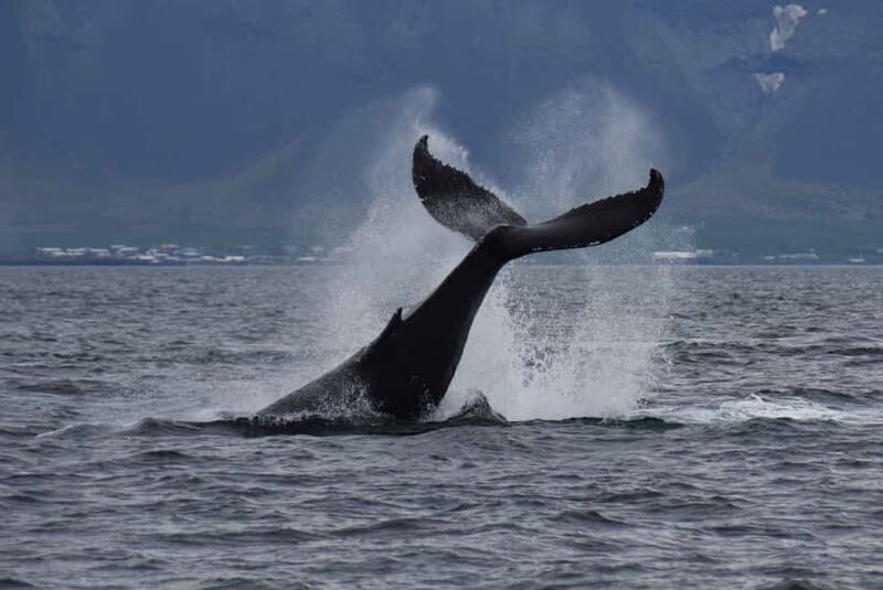 Reykjavik: Whale Watching Express - FAQ
