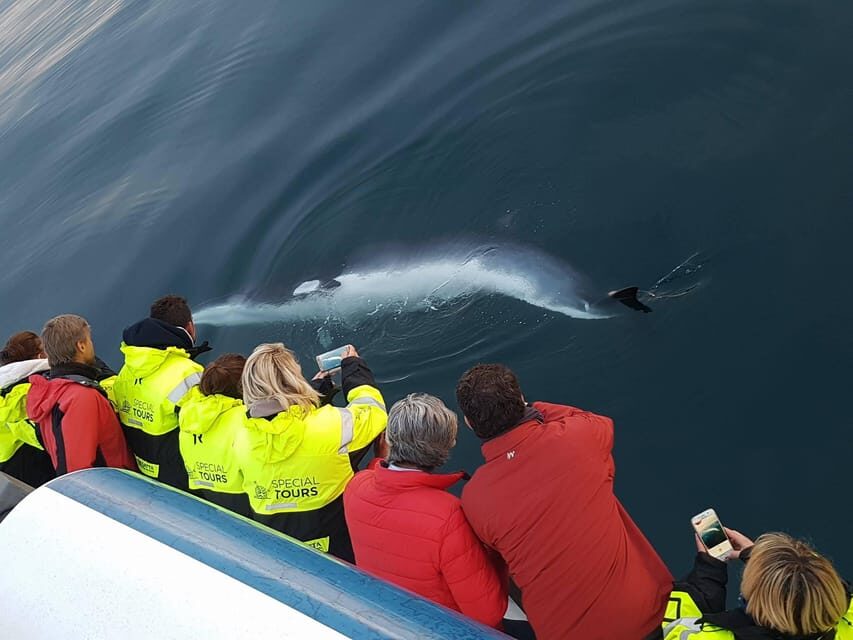Reykjavik: Whale Watching & Lava Show - What Past Travelers Are Saying