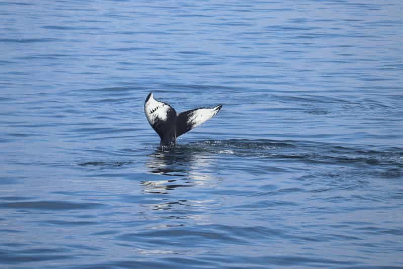 Reykjavik: Whale Watching Morning Expedition - Who Should Consider This Tour?
