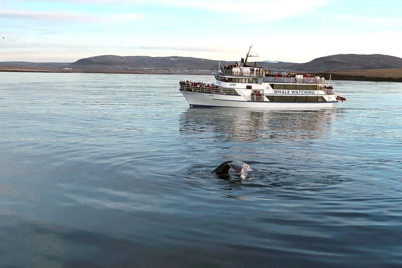 Reykjavik: Whale Watching Tour with Expert Guide - Practical Tips for Your Whale Watching Trip