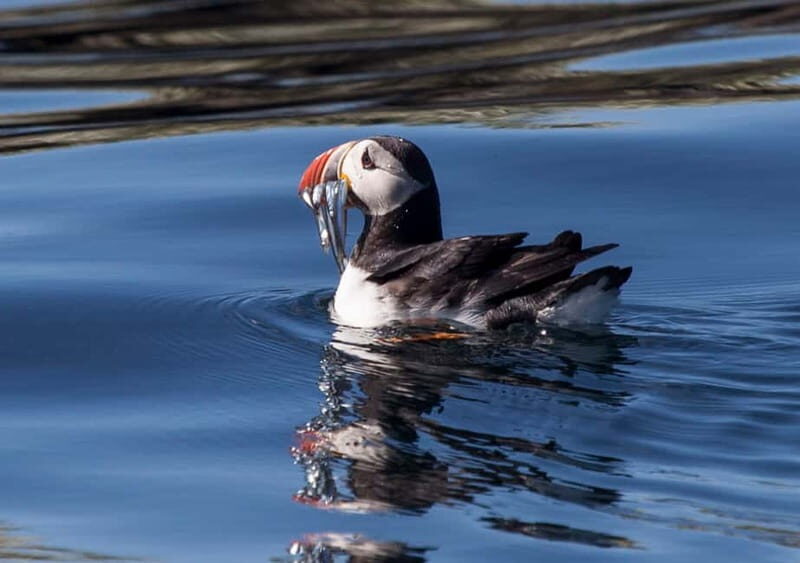 Reykjavik: Whales and Puffins Express Cruise Combo Tour - The Itinerary and What to Expect