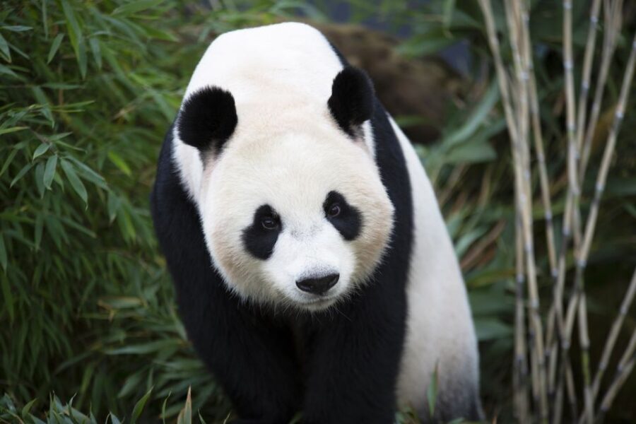 Rhenen: Ouwehands Zoo Entry Ticket - An In-Depth Look at Ouwehands Zoo in Rhenen